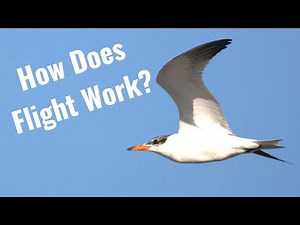 The Evolution and Biology of Flight: Insects, Pterosaurs, Birds, and Bats