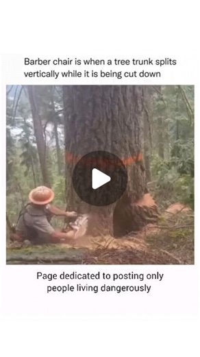 Fearless Beings 👑 | Witnessing a barber chair while cutting down a tree is a dramatic and dangerous event. This phenomenon occurs when a tree splits vertically... | Instagram