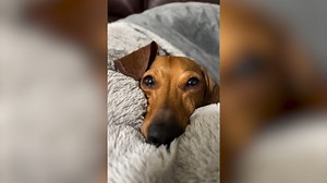 How do I crate train my dog? Cesar Millan’s calm approach