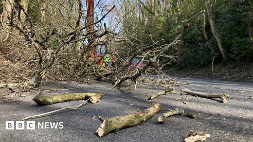Ash dieback: Exploding diseased trees risk lives - experts