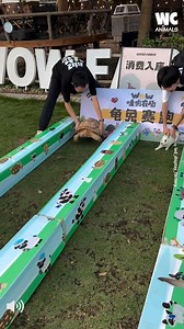 46K views · 231 reactions | Turtle Vs Rabbit Story Comes To Life  | Watercooler Animals | Facebook