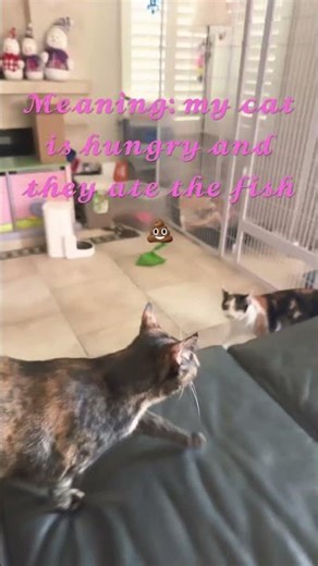 𝓜𝓮𝓸𝔀 😻