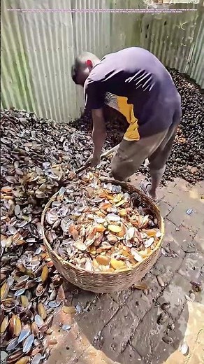 Shell Collecting: A Glimpse into Traditional Coastal Livelihoods