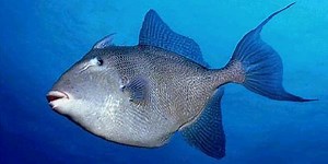 Grey triggerfish - Alchetron, The Free Social Encyclopedia