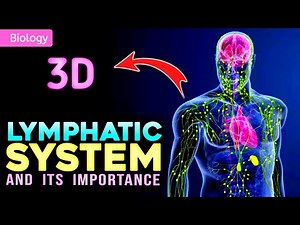 HOW LYMPHOCYTES KILL PATHOGENS ? || LYMPHATIC SYSTEM || 3D ANIMATION || ‪@PW-NEETWallah‬