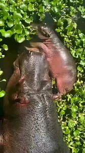 1.4M views · 12K reactions | 7 day wildlife primate & gorilla safari...