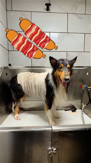13K views · 128 reactions | Techniques we use while drying large, thick coated dogs.#DogGrooming #DogGroomingTips. | The Super Groomer | Facebook