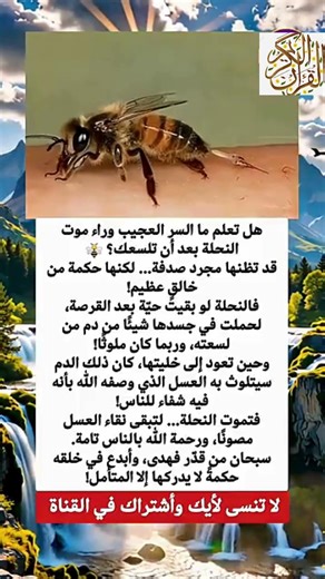 سبحان الخالق العظيم #معلومات #معلومه_علي_الماشي #معلومات_مفيدة #معلومات_عامة