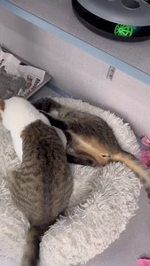 97 reactions · 14 shares | Let’s get Apis and Anubis a home TWOgether!!! Look at these cuties  They chose to be besties here at SAVE, and we hope an adopter comes to choose them as a pair. They are 100% perfect! 朗 To apply to adopt Apis and Anubis⬇️  Link in bio SaveHomelessAnimals.Org Skillman, NJ . . . #purritos #apis #anubis #bestfriends #doubletrouble | SAVE, A Friend to Homeless Animals | Facebook