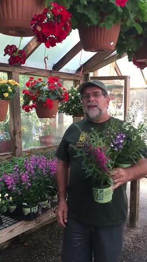 Spotlight: Angelonia - The Summer Snapdragon!