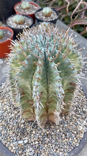 Let’s separate pups on this Euphorbia horrida ‘Major Nova’ 🌱 | Unique Succulent Designs