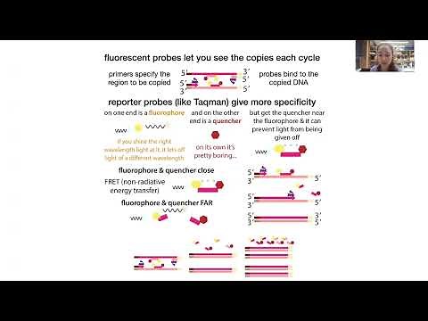 RT-qPCR (Reverse Transcription/Real Time - quantitative Polymerase Chain Reaction) theory & practice