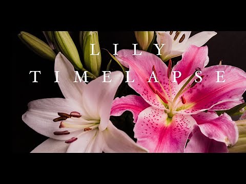 Lilies in Bloom - A Timelapse (4k)
