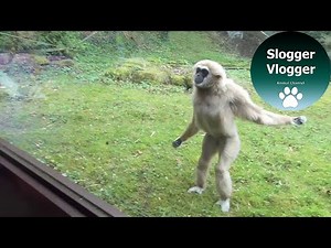 Funny Gibbons Intrigued By Puppy Guide Dog In Training