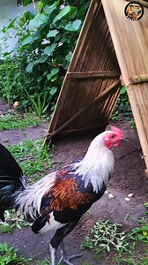 Early Cording is the best way to produce ng maayos at magaling na manok. ❤️🫡. | Magbanua Gamebirds