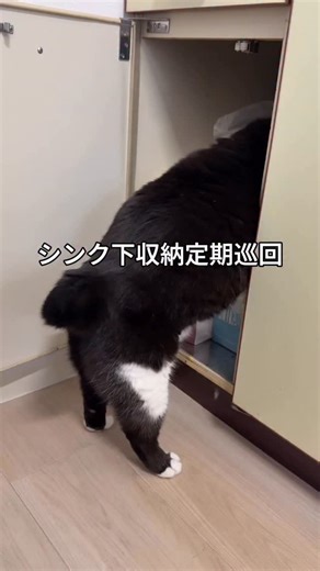 ㍿ 日章 on Instagram: "会社猫ふくの日常😸 仕事してたら上手くいかないこともあるけど、誰かに尻拭いさせて気楽にいきましょう👍 #株式会社日章#会社猫#トラック"