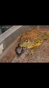 American giant bullfrog eating white mice | Insect Forest