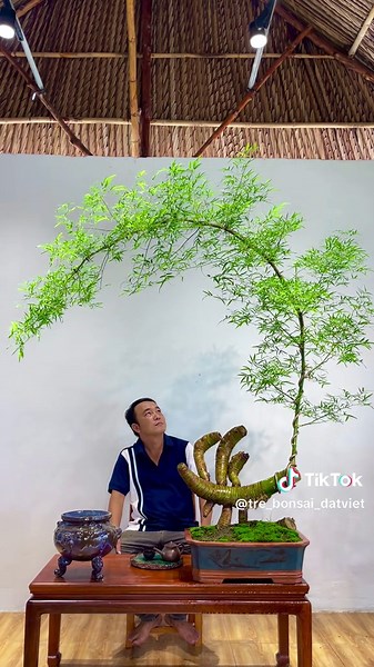tre_bonsai_datviet trên TikTok