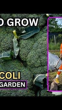 How to Grow Broccoli - Broccoli Plants in Garden - Free Haven Farms