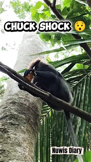 What Shocked This Monkey?! 😲🐒