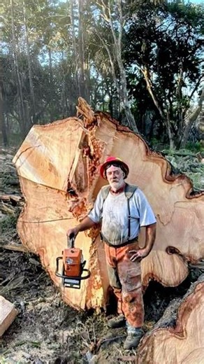 #wood #lifeisbutadream #woodworking lumberjack chainsaw logger California redwoods old wildfire burn