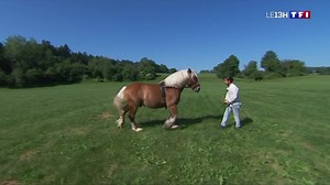 Le Comtois, un cheval qui sait tout faire