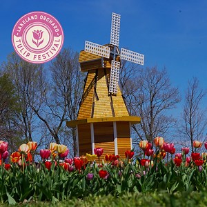 23K views · 172 reactions | Take a quick look at our gorgeous new Tulip Field and Windmill! We're so excited to open our doors to Season Pass Holders this Friday, May 2nd and to the General Public on Saturday, May 3rd!  We'll see you this weekend! #agriculture #daytrip #familyfun #tulips #appleorchard | Lakeland Orchard & Cidery | Facebook