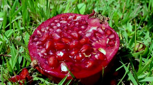 Romã | movie | 2024 | Official Trailer