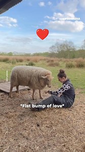 Her little sheep's reaction left her smiling 🥰 | Hallelujah