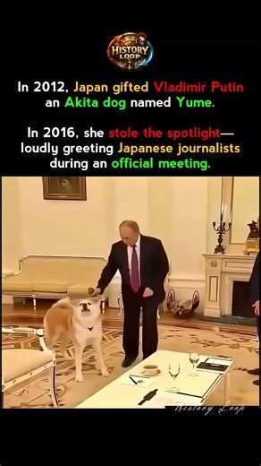 Putin’s Akita Yume Shocks Journalists with Surprise Appearance