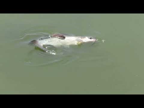 Diamond-backed water snake eats Channel Catfish
