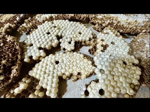 蜂の子全部抜く配信【クロスズメバチ】