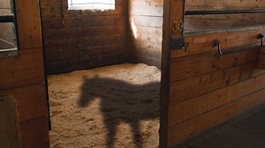 79 reactions · 3 comments | Has joint disease caused your horse to...