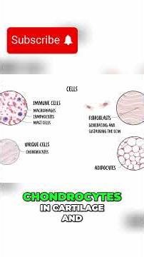 Connective Tissue Structure, Function, and Types #anatomy #biology #nursingstudent #doctor