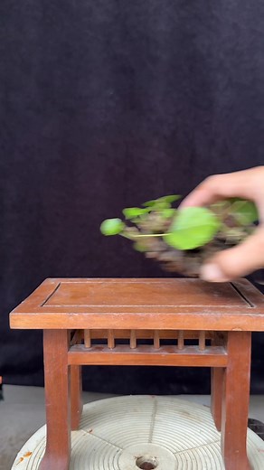 🪚hibiscus bonsai material grown from a strip of trunk bark #bonsai #bonsaitree #bonsaiwaru #holidayseason #fblifestyle | Ara Jaber Bonsai