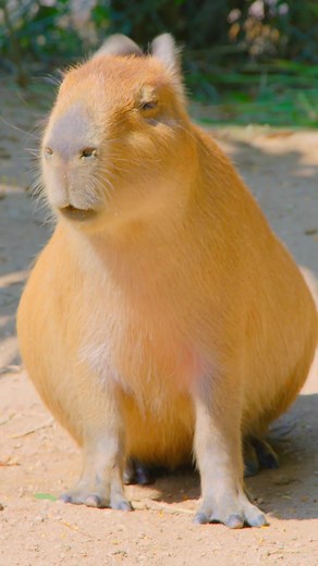 The Official Capybara Song Music Video