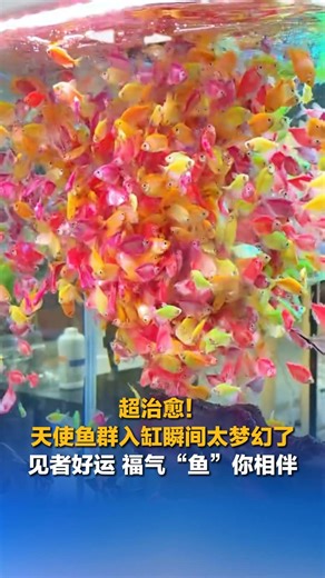 14K views · 274 reactions | Good luck to whoever sees it! The moment those colorful #angelfish swim into the tank looks absolutely magical, which is so healing to watch. #FunMoments #CuteAnimals | China News 中国新闻网 | Facebook