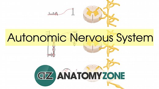 Introduction to the Autonomic Nervous System - 3D Models, Video Tutorials & Notes | AnatomyZone