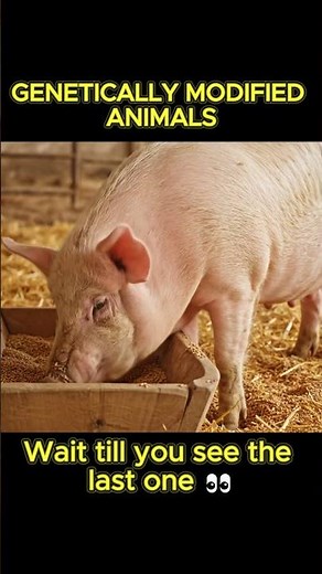 Top 5 Animals Humans Have Genetically Modified! 🧬