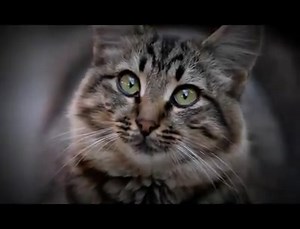 53K views · 384 reactions | Sokak Kedilerinin Farkında mısınız? Directed by : Övgü Akgürgen Edited by : Ersin Göncü Voice Over : Ali Gül Written by : Tunç Balaban Music : Yiruma-Piano | Sessizliğin Sesi | Facebook