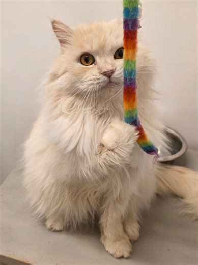 Tiramisu is looking for a family to love and playtime with 😍 #persiancat #adoptme #catsoftiktok #adoptable #fyp @Rescue Mansion
