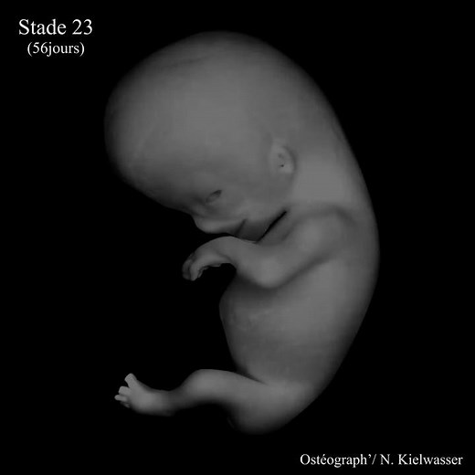 Développement et croissance de l'embryon humain