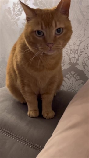 #cat #funny #gangstercat #washingmachine | Gangstacats