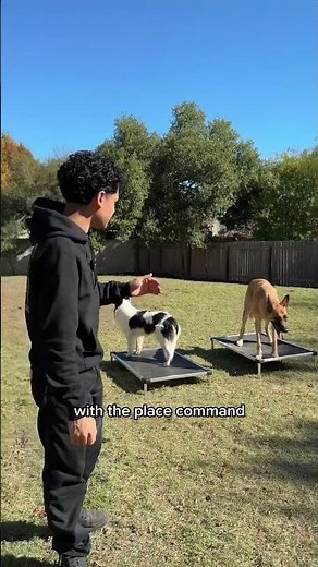 Teach your Dog IMPULSE CONTROL