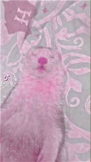 Os vídeos de ☁️#.candykittyy💒 (@.candykittyy) com som original - ☁️#.candykittyy💒