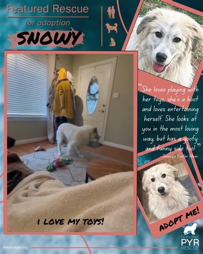 Snowy is a sweet, lovable girl with doe eyes that will capture your heart! This 1-yr old Pocket Pyr is the SWEETEST girl ever and has the best personality! She is so funny and just wants love and to be near you. She gets up on you for a gentle hug, and when you get home she always wants a hug and greeting before she will go outside. She makes the goofiest murmurs and talks after dinner when she's laying down to relax! Just available so scoop her up quickly https://nationalpyr.org/adoptable-dogs/