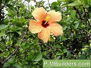 Multipliant Un Arbre De Kaki - Meilleurs Résultats 🔧🔧 Conseils Pour L'Amélioration De La Maison. Faites Vos Propres Mains - 2025