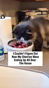 517K views · 10K reactions | #tbt - a classic cherry season throwback!  He's still obsessed, but we have to keep them out of reach since learning they can be toxic to cats. Luckily, if he does find one, he’s not interested in eating it. He just likes to play with them - little red kitty toys with stems!  #catreels #badkitty #funnycatvideos #catlovers #cats #mycat #gatos #catvideooftheday | Walter Bishop the Cat | Facebook