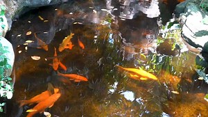 Orange koi fish swimming in garden pond, sunshine reflexes on surface