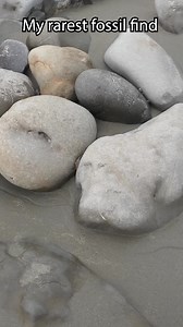 4.8M views · 41K reactions | My rarest fossil find - here is how I prepared it #fossils #paleontology #science | Mamlambo | Facebook